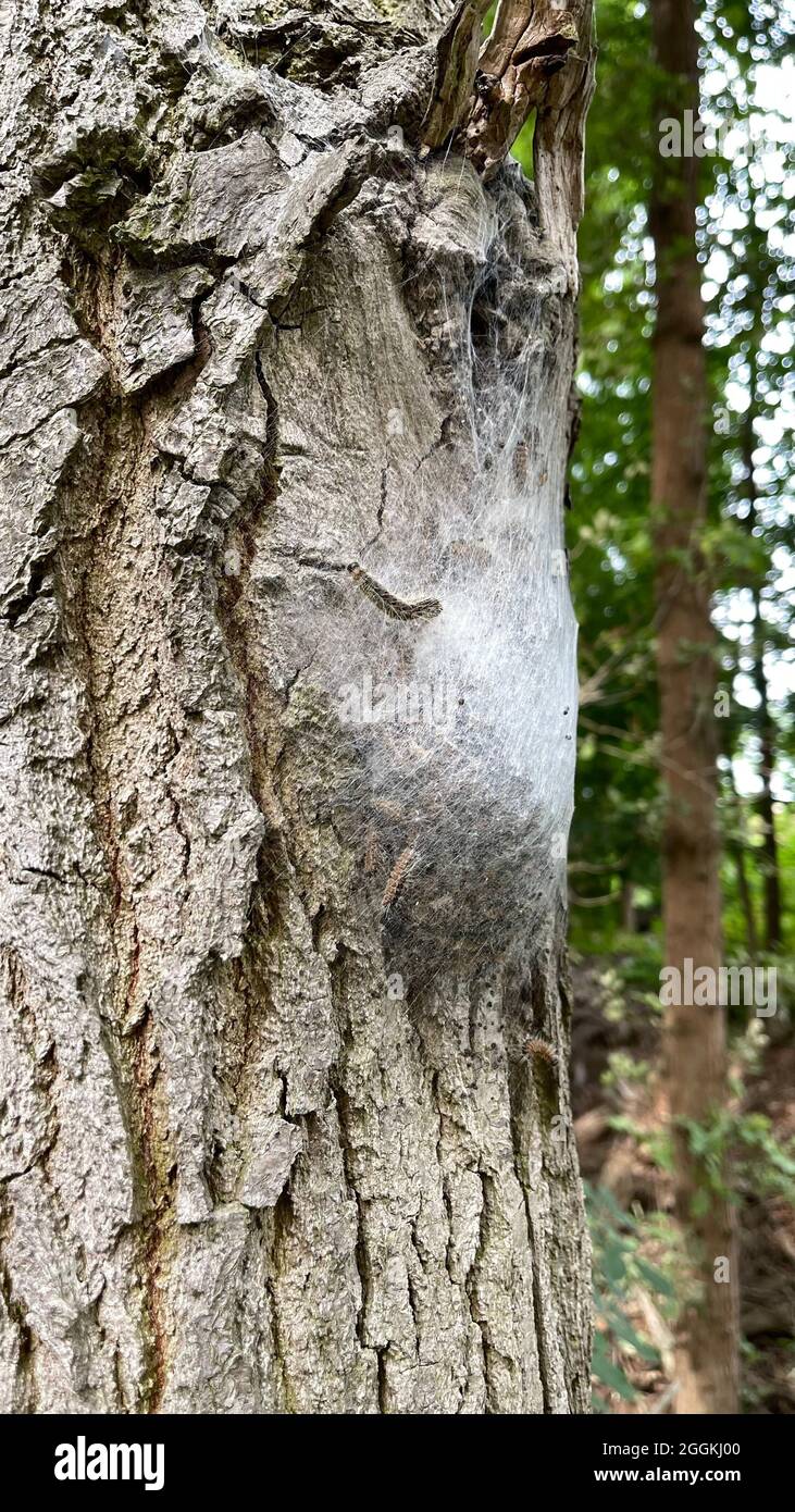 Moth caterpillar oak tree hi-res stock photography and images - Alamy