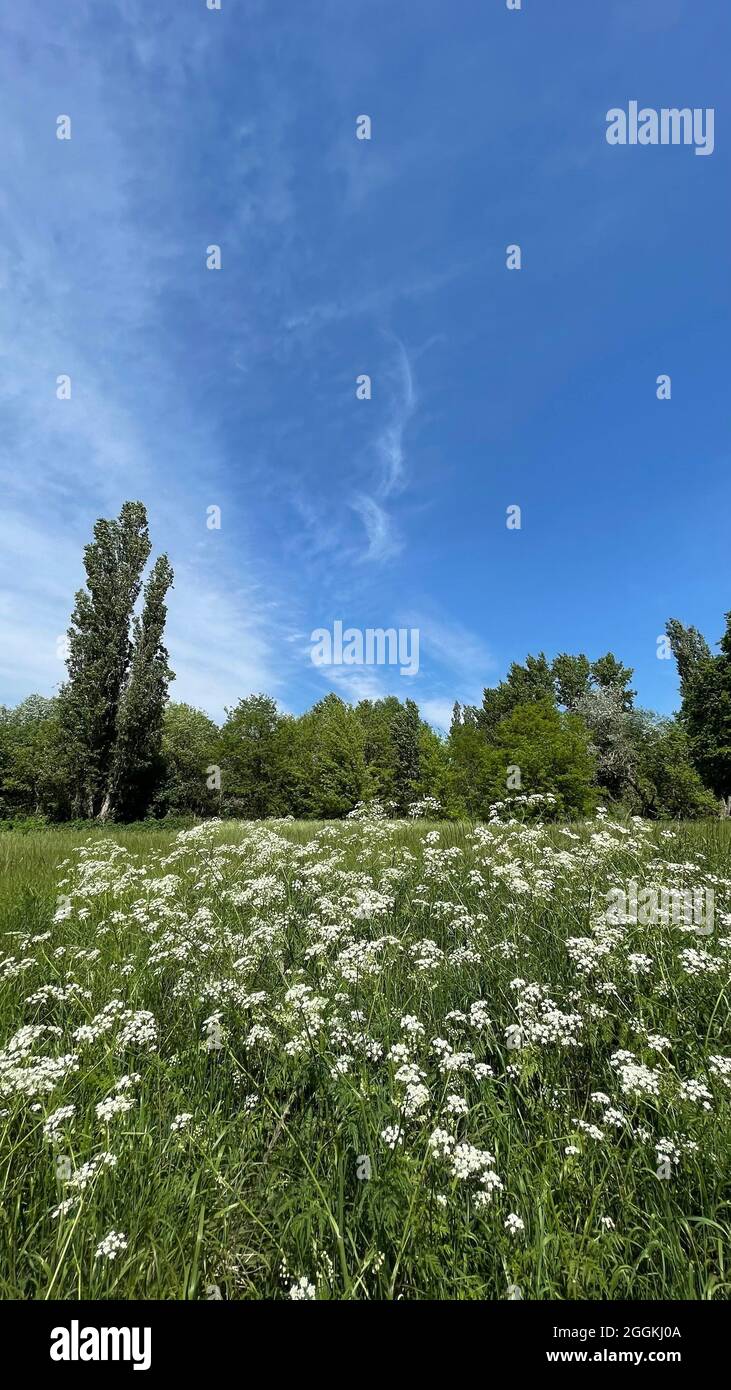 Flowering meadows in Berlin, Pankow outskirts, district Buch Stock ...