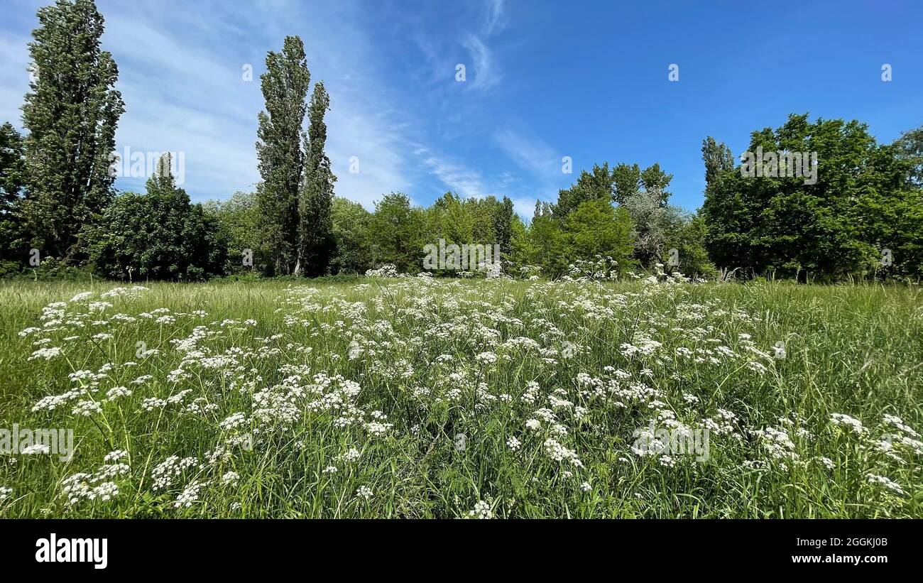 Flowering meadows in Berlin, Pankow outskirts, district Buch Stock ...