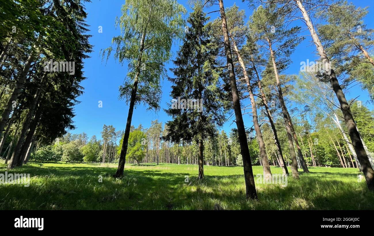 Clearing in a forest hi-res stock photography and images - Alamy