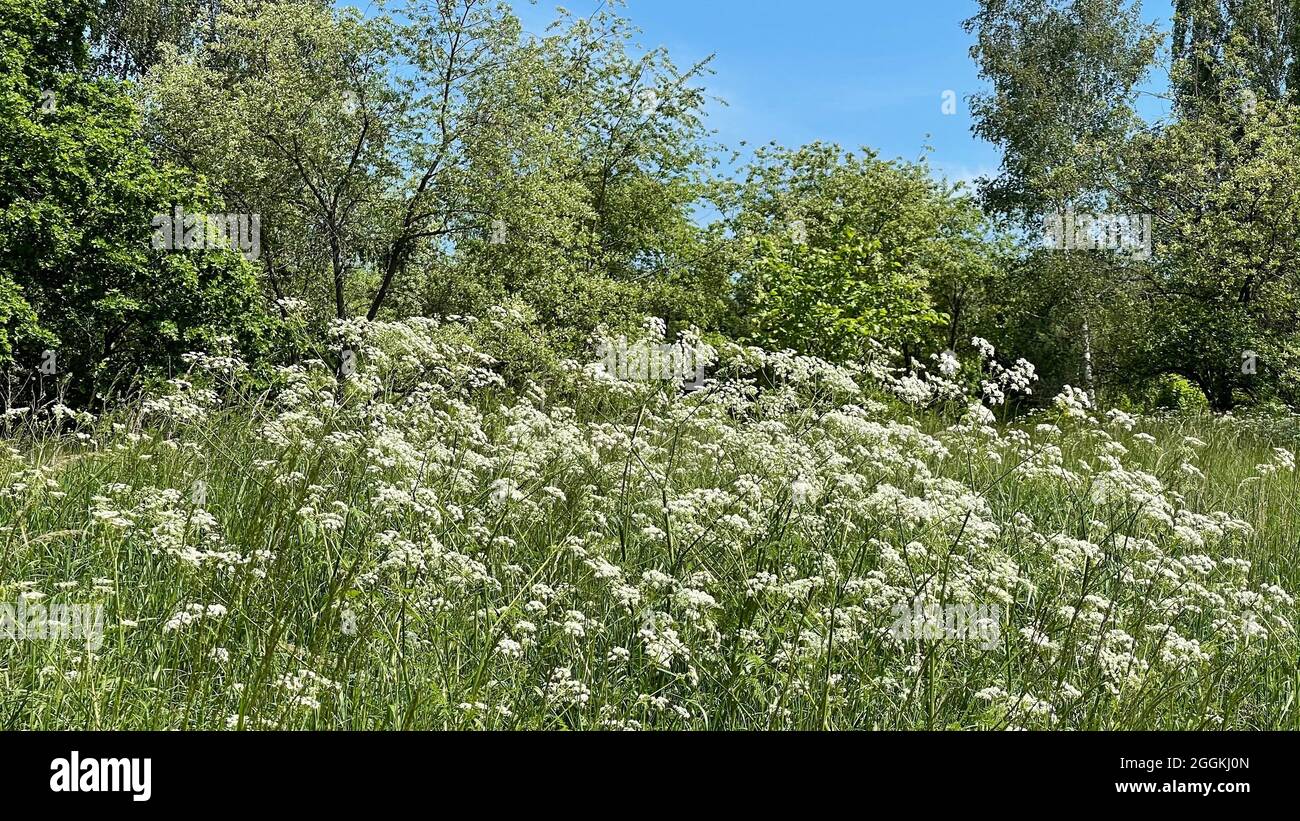 Flowering meadows in Berlin, Pankow outskirts, district Buch Stock ...
