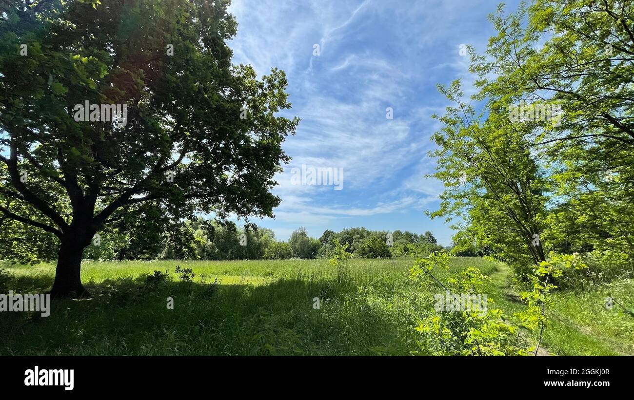 Flowering meadows in Berlin, Pankow outskirts, district Buch Stock ...