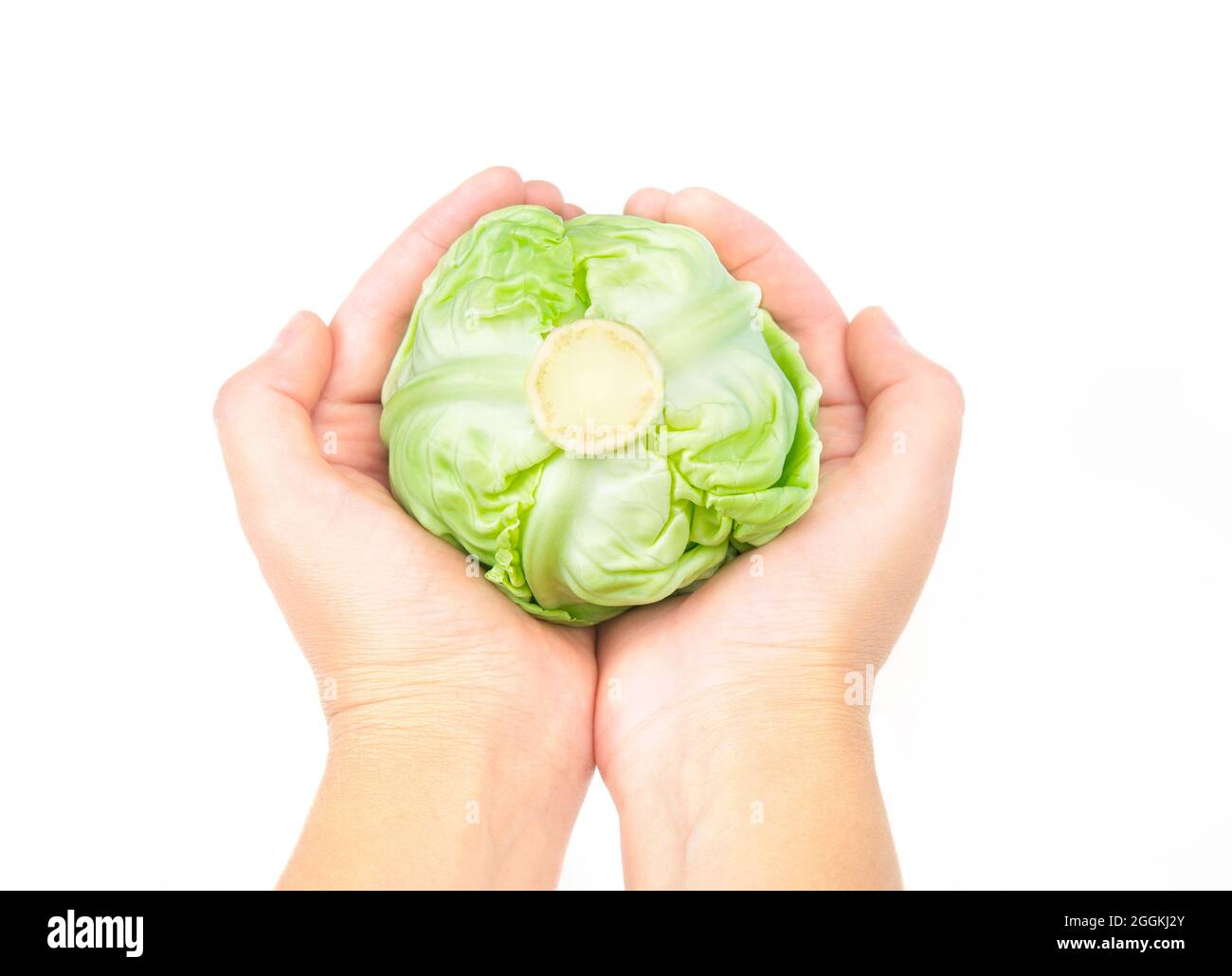 Small head of a fresh cabbage in female hands isolated on white Stock ...