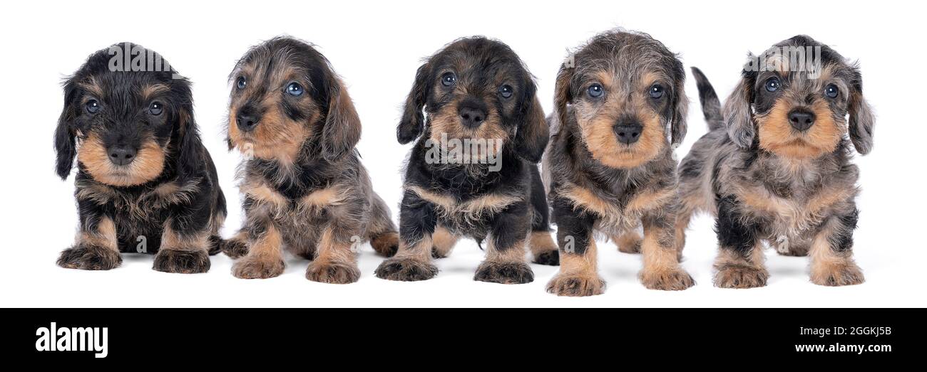 Closeup of five bi-colored longhaired wire-haired Dachshund dog pups ...