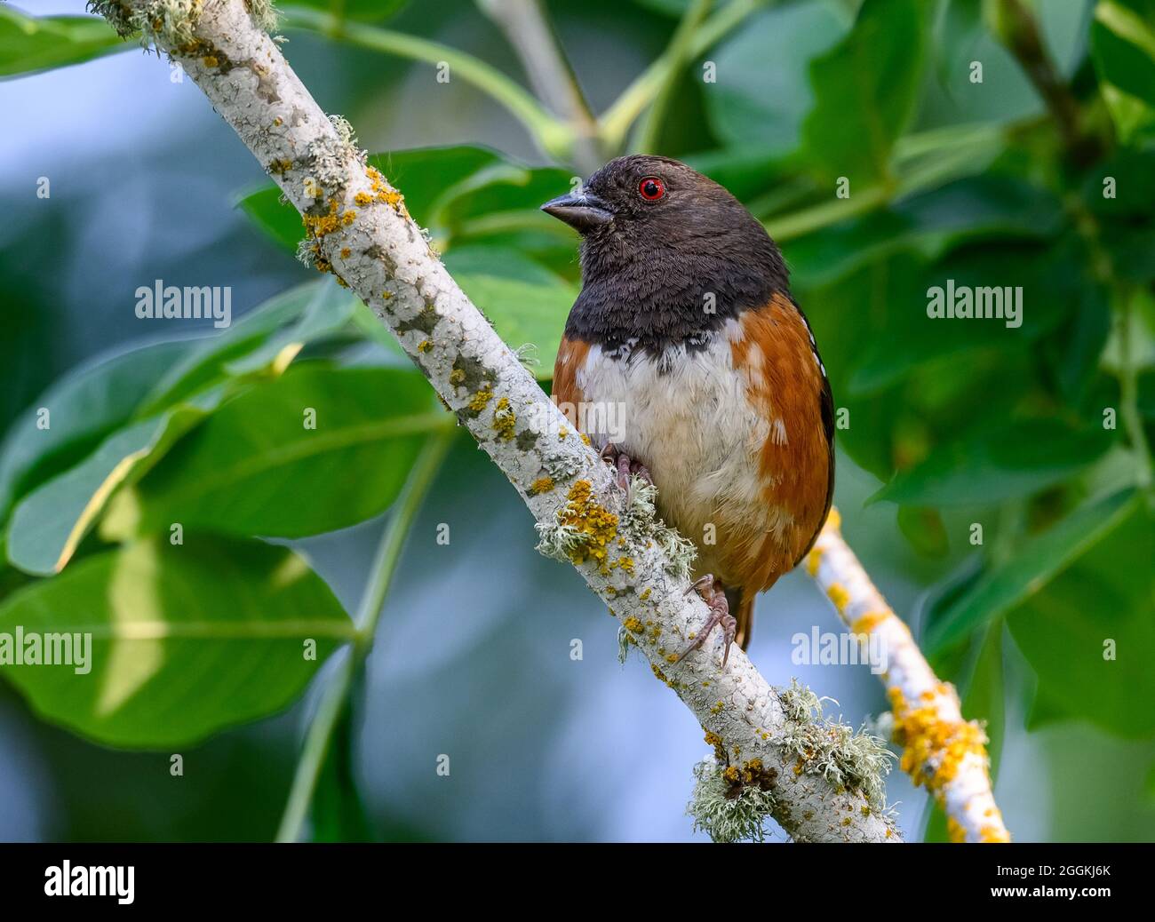 A male Spotted Towhee (Pipilo maculatus) on a tree. Portland, Oregon ...