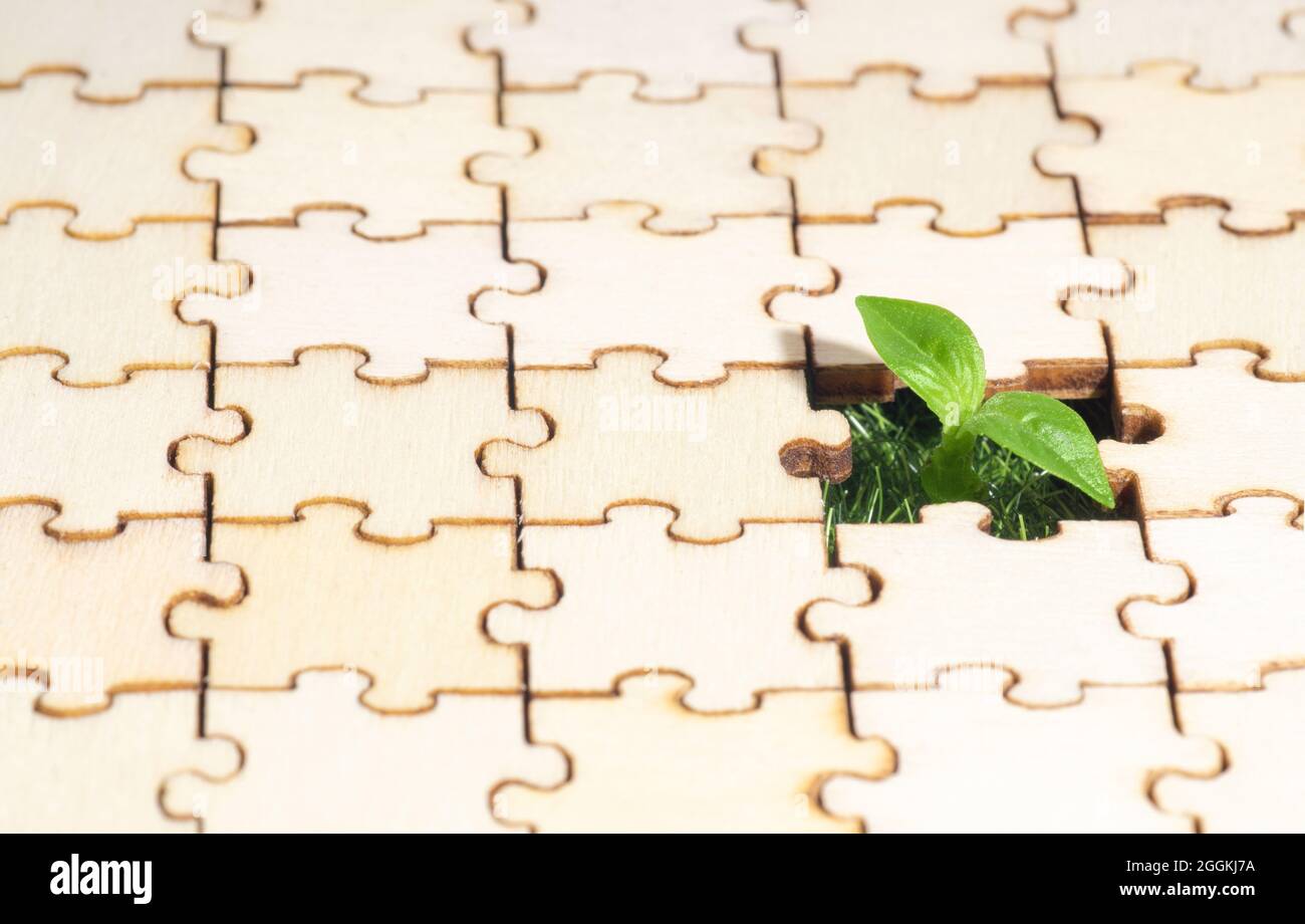 Fresh plant sprout coming through a hole in a jigsaw puzzle. Power of ...
