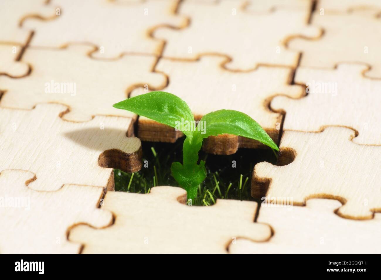 Young plant coming through a blank of a wooden jigsaw puzzle Stock ...