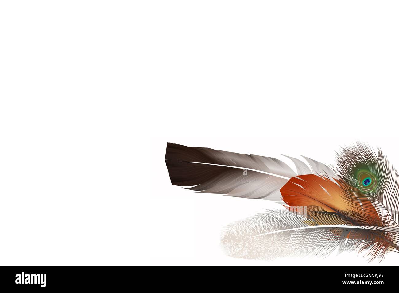 Beautiful bird frame hi-res stock photography and images - Alamy