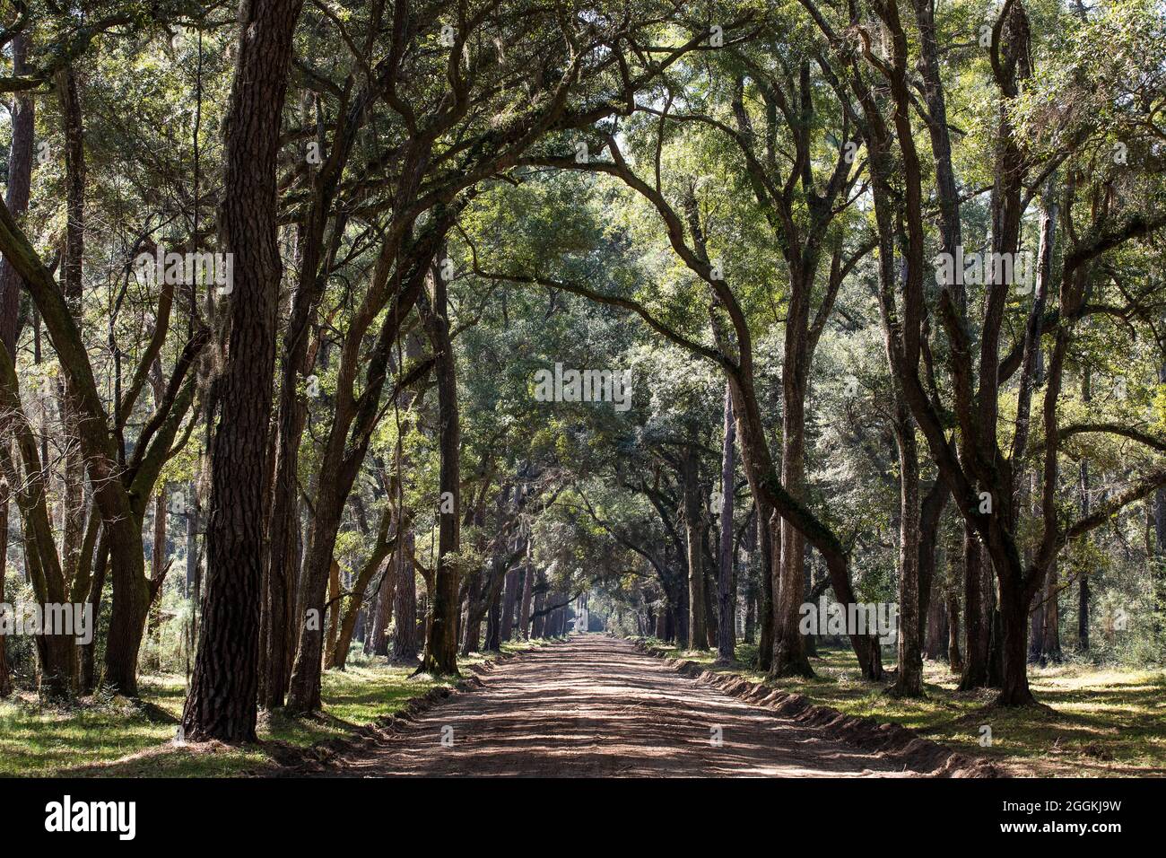 Botany Bay Plantation in Edisto Island, South Carolina Stock Photo - Alamy
