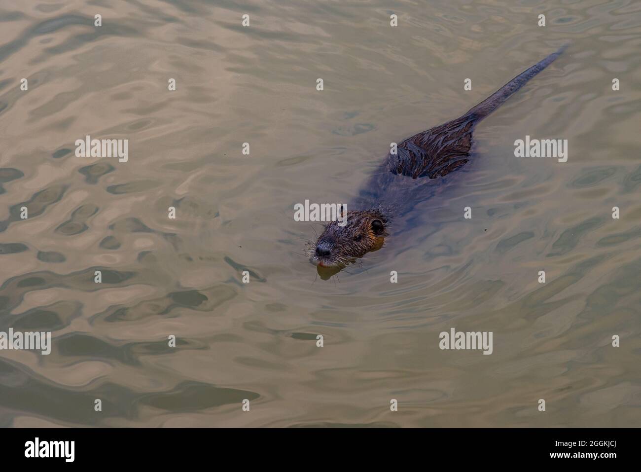 Coipo nutria myocastor coypus swimming hi-res stock photography and ...
