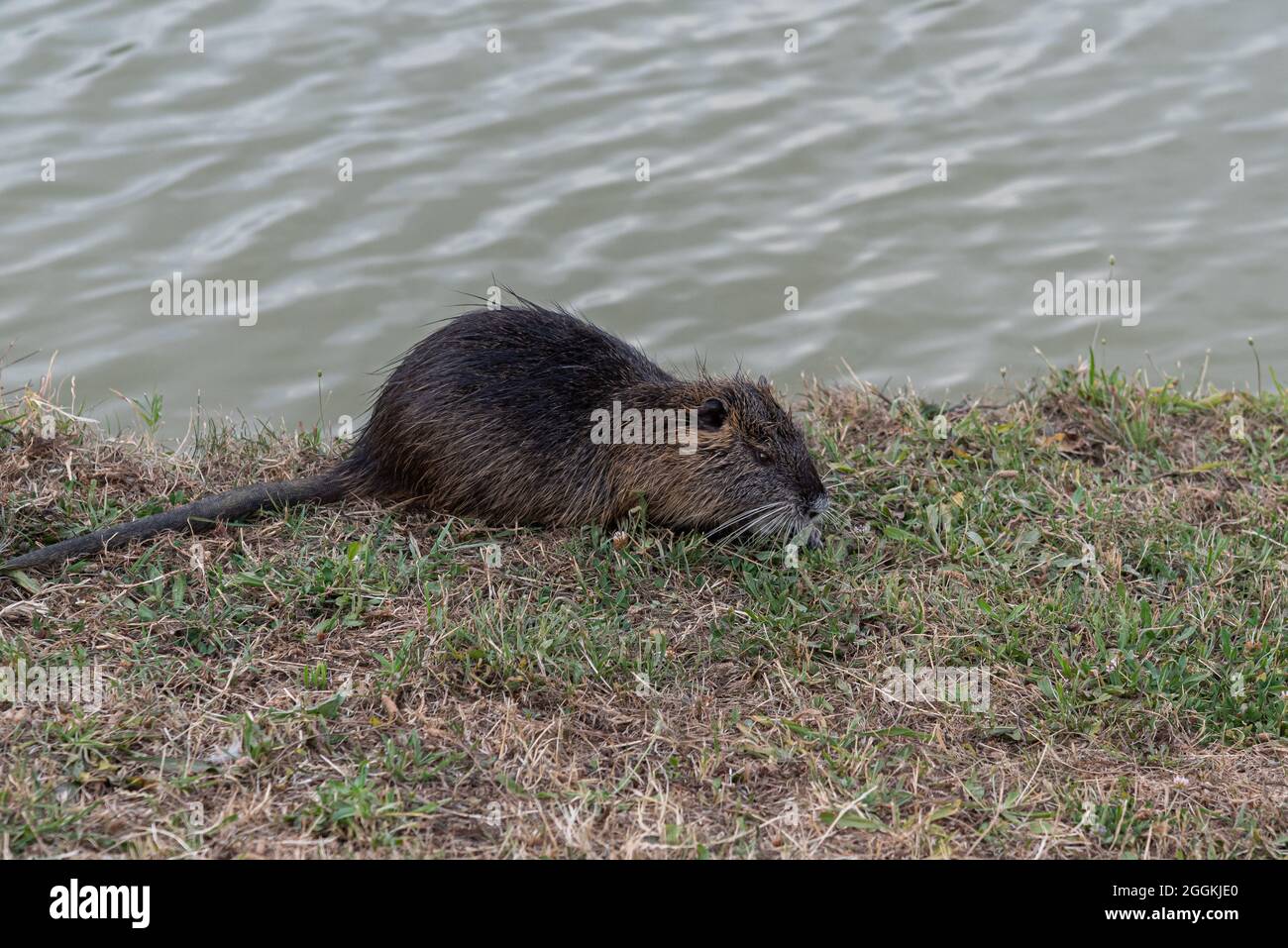 Coipo nutria myocastor coypus swimming hi-res stock photography and ...