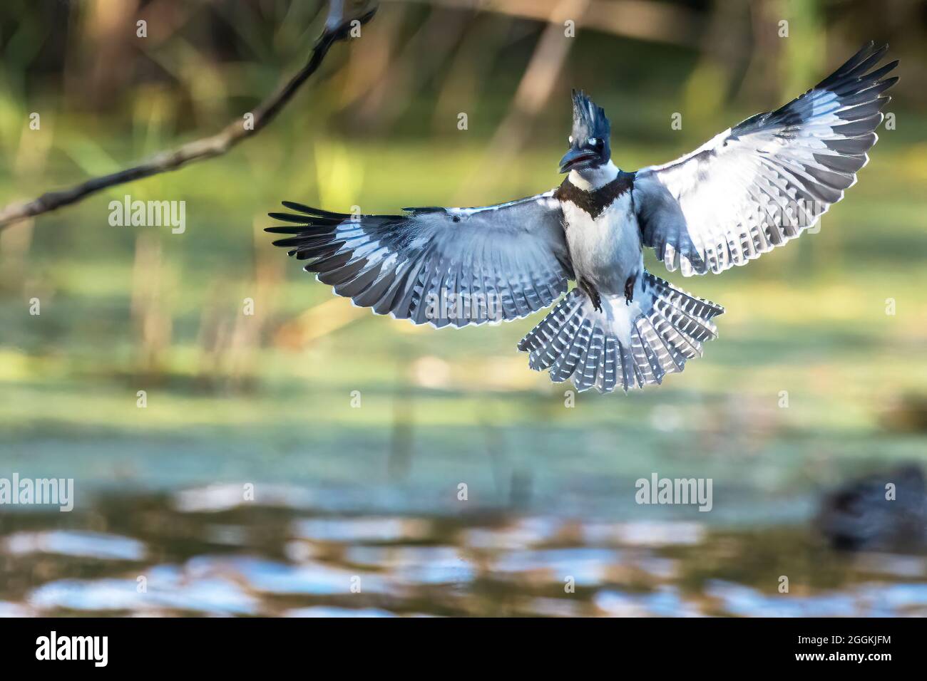 Belted kingfisher in flight with spread wings Stock Photo - Alamy