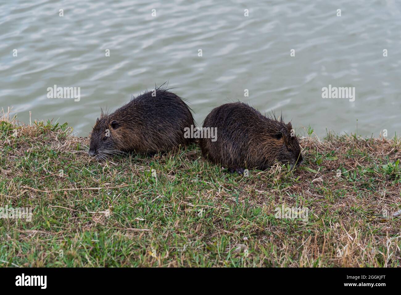 Myocastoridae rodent (Myocastor coypus), also called coipo, little ...