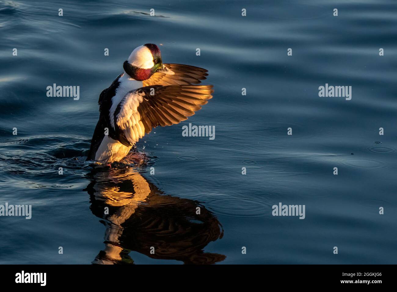 Flapping wing hi-res stock photography and images - Alamy