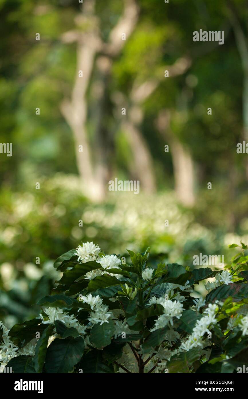 Detail of coffee plant flower (Coffea) blooming in the middle of coffee ...