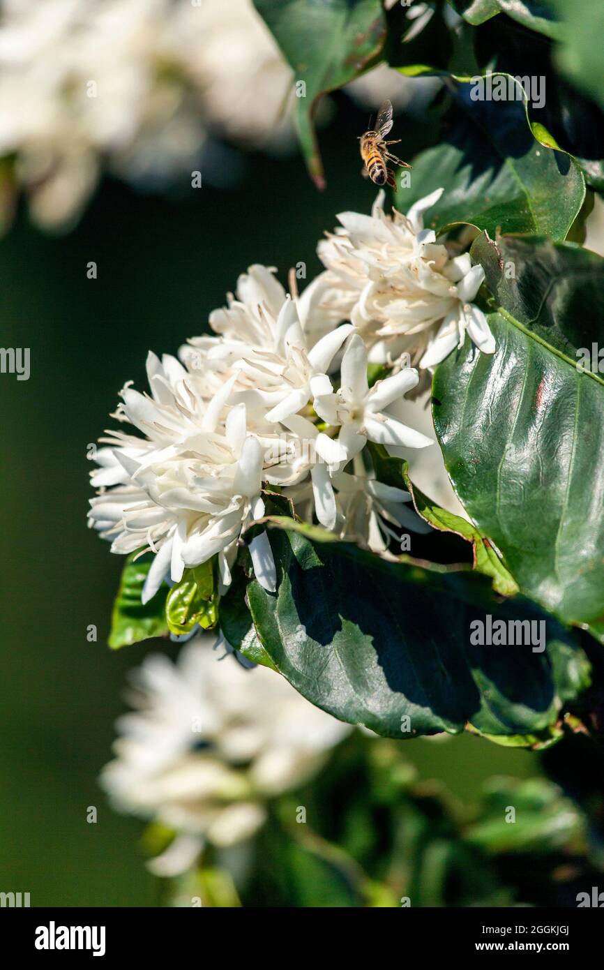 Detail of coffee plant flower (Coffea) blooming in the middle of coffee ...