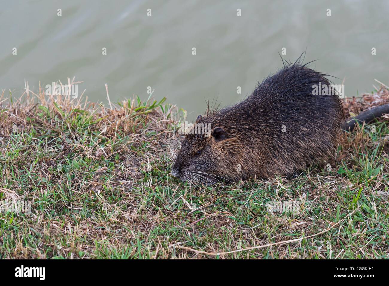 Coipo nutria myocastor coypus swimming hi-res stock photography and ...