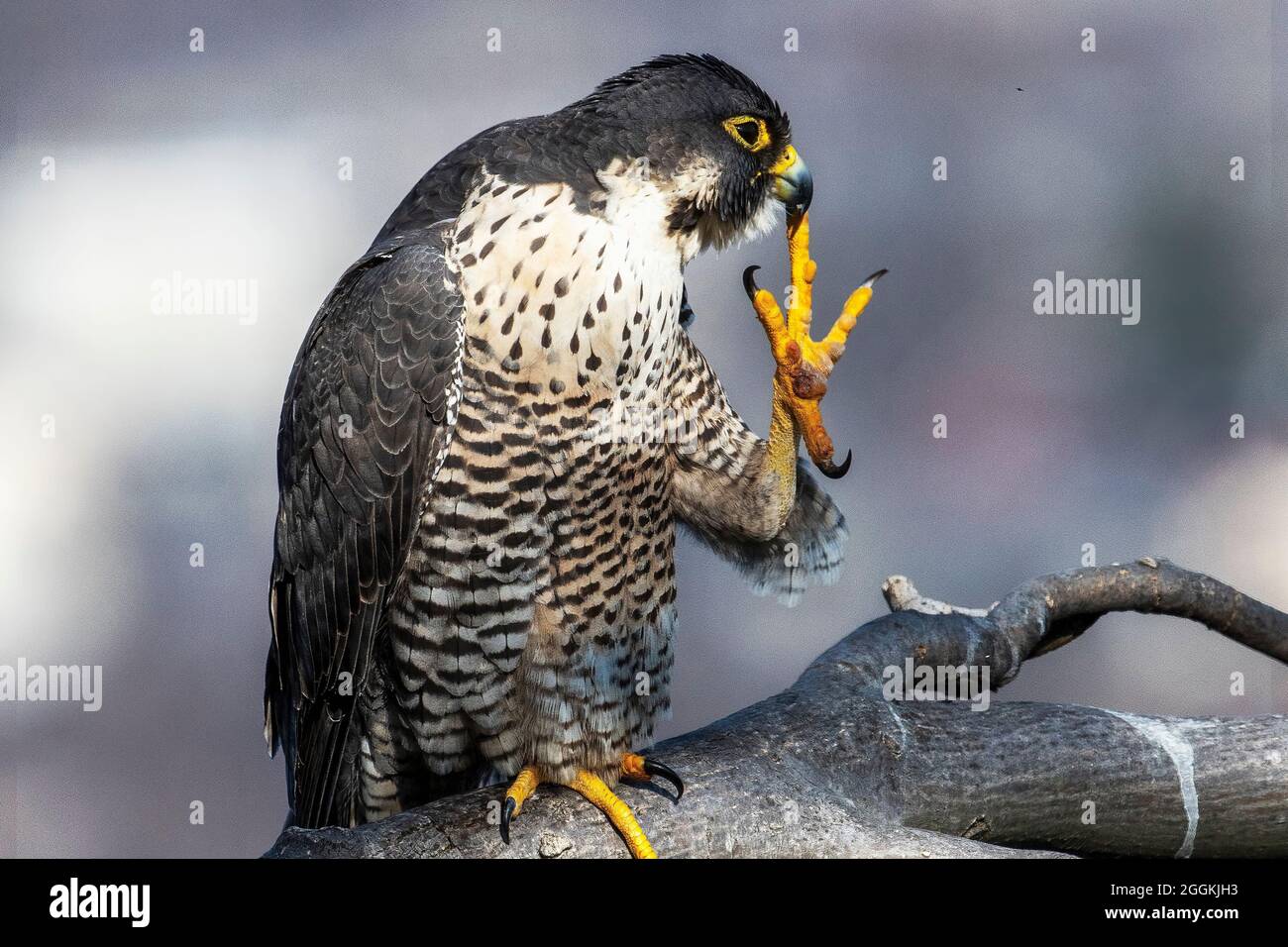 Peregrine falcon preening Stock Photo - Alamy