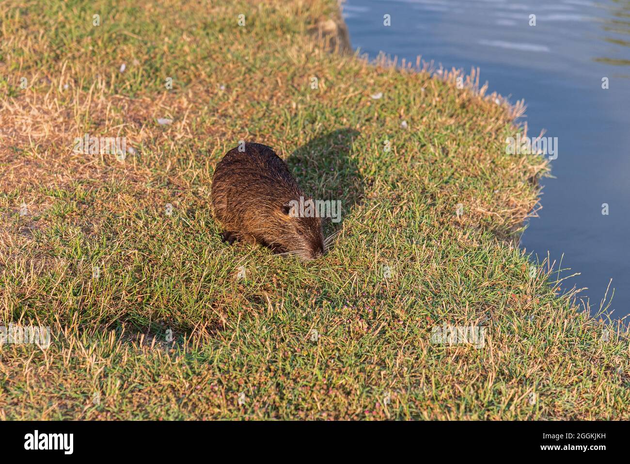 Coipo nutria myocastor coypus swimming hi-res stock photography and ...