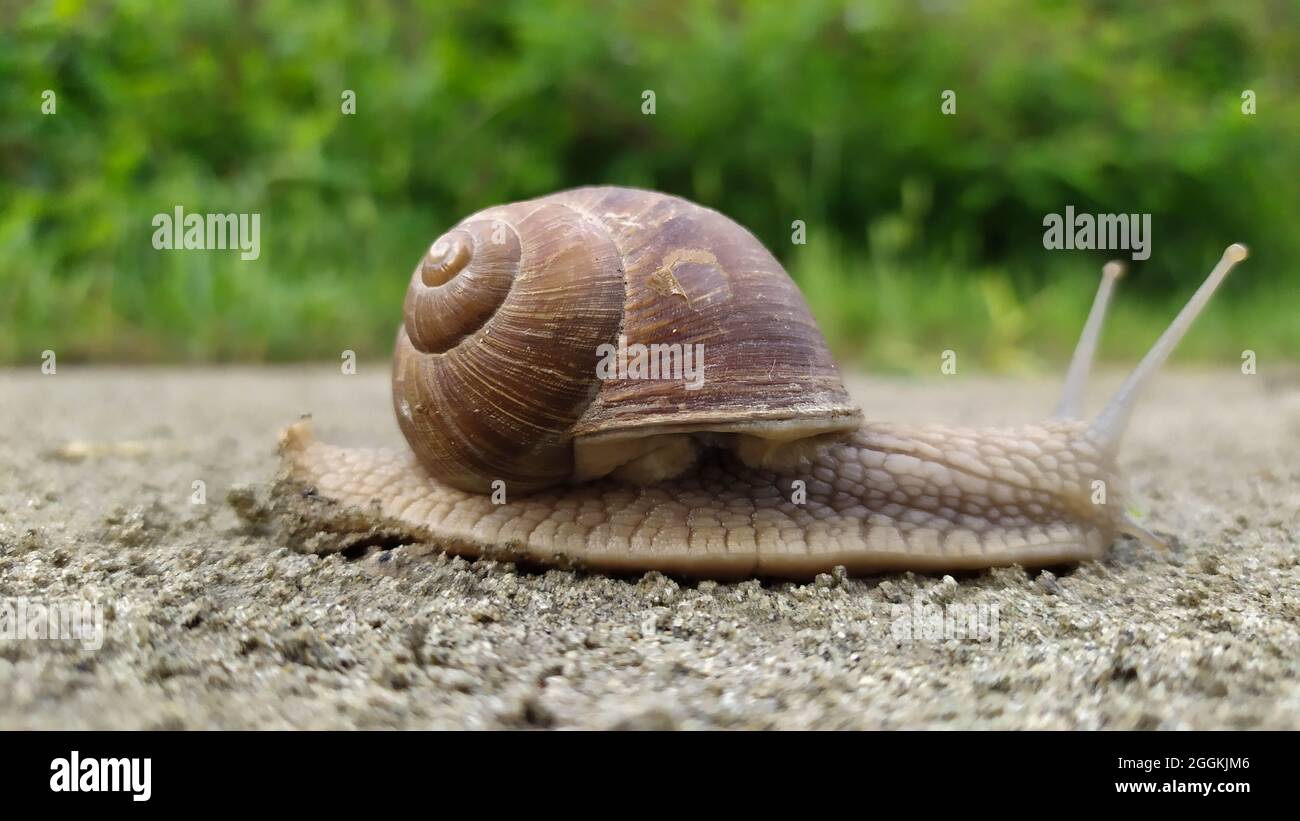 Sivestre land snail, Helix pomatia, Cornu aspersum. north of Italy ...
