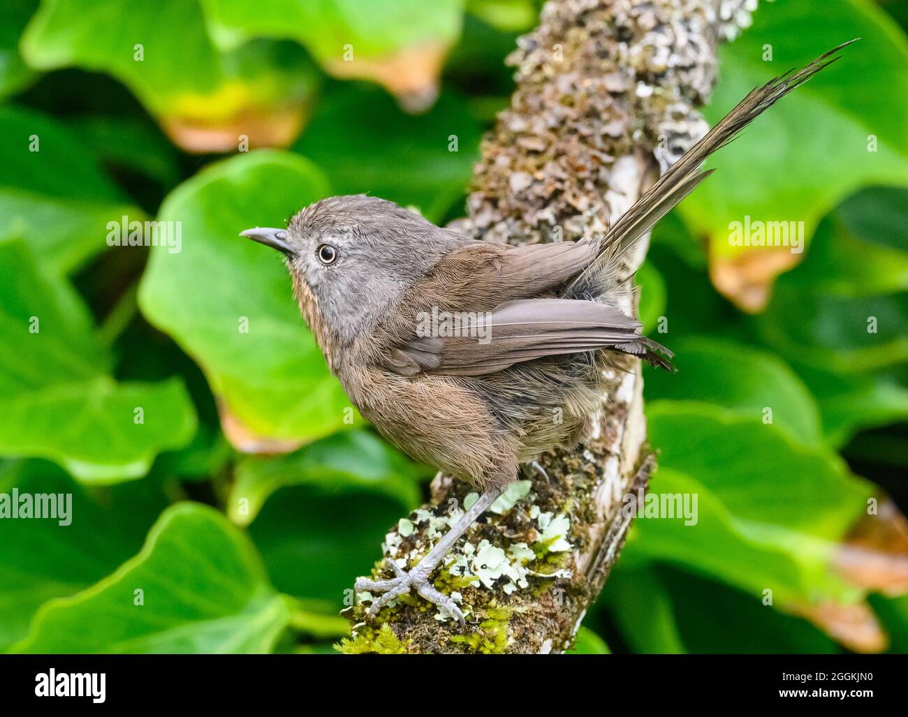 Oregon bird hi-res stock photography and images - Alamy