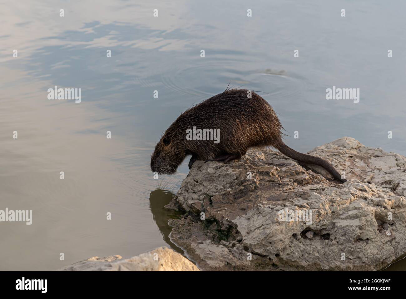 Coipo nutria myocastor coypus swimming hi-res stock photography and ...