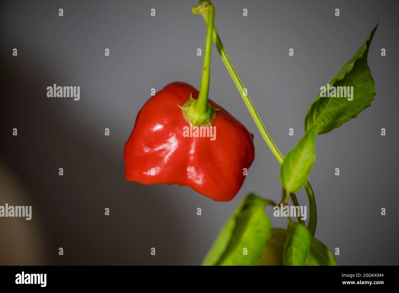Balloon pepper hi-res stock photography and images - Alamy