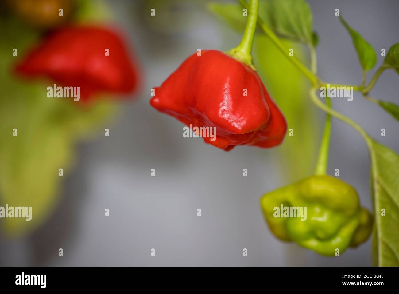 Chilli crown hi-res stock photography and images - Alamy