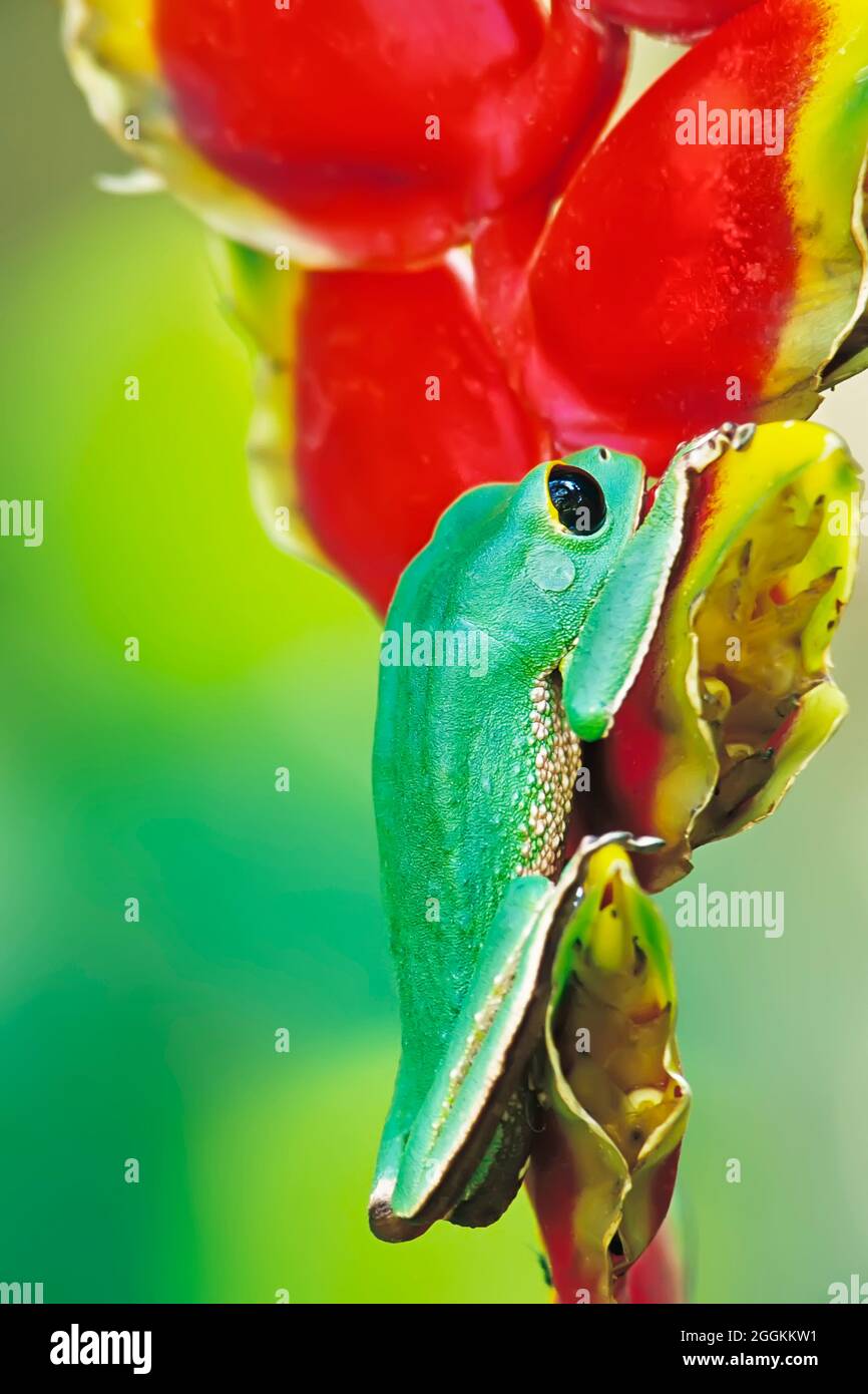 White lined tree frog (Phyllomedusa camba) climbing Heliconia flower ...