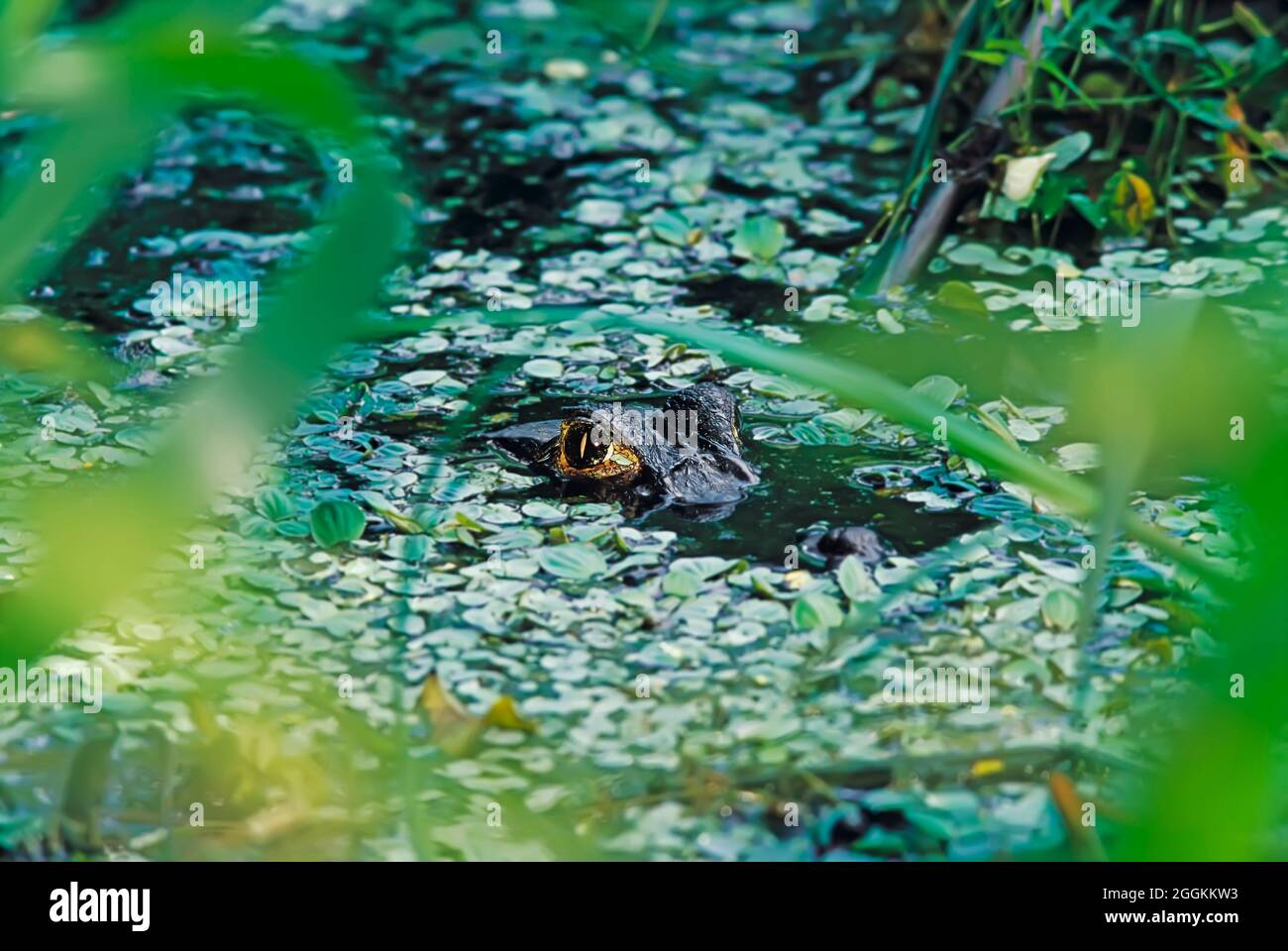Yacare caiman (Caiman yacare) hunting in pond, Madidi National Park ...