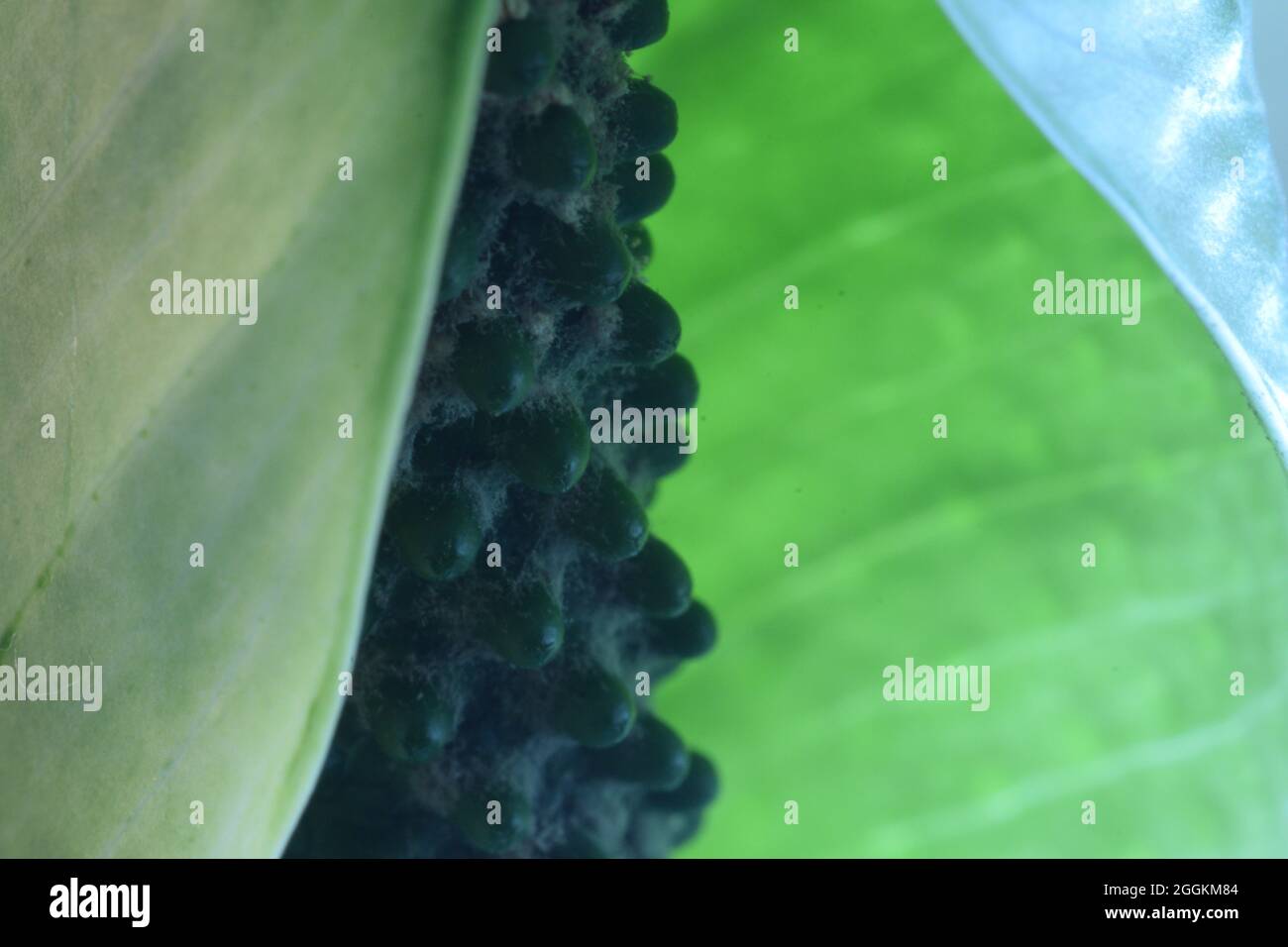 Peace lily flower center close up Stock Photo - Alamy