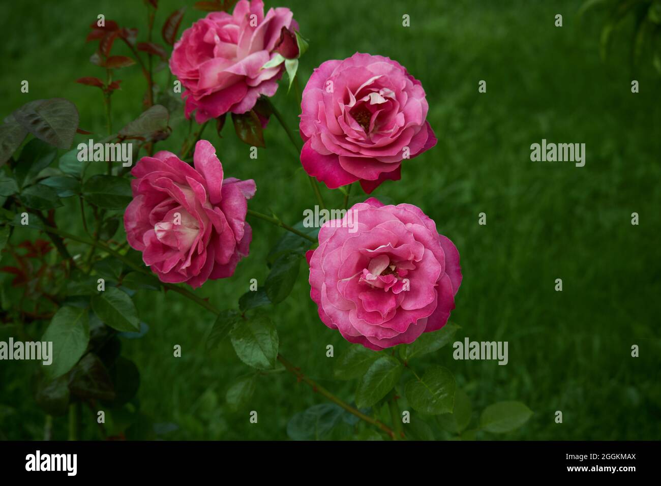 Rose flowers bunch hi-res stock photography and images - Alamy