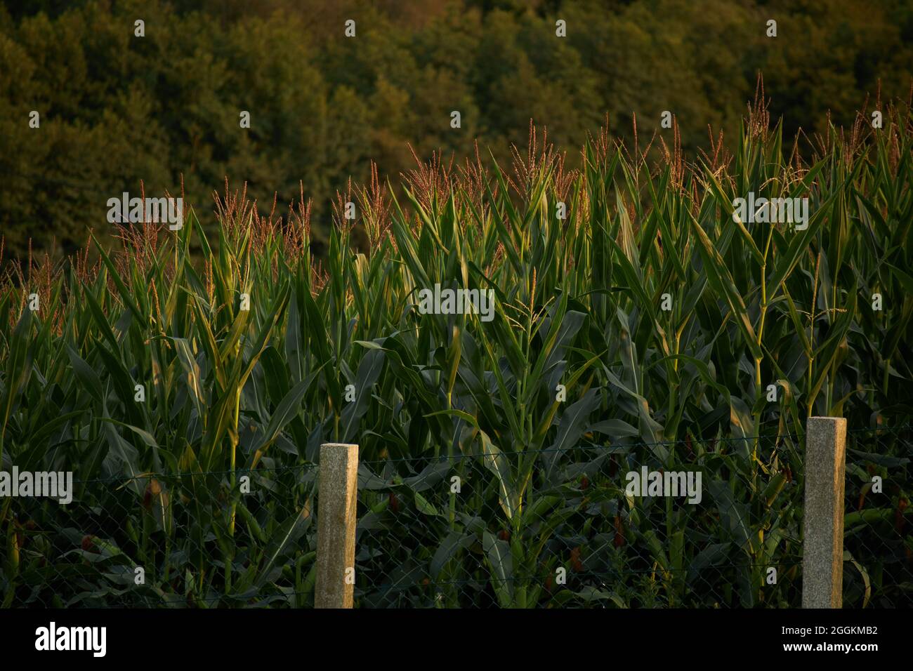 Corn field sunset close hi-res stock photography and images - Alamy