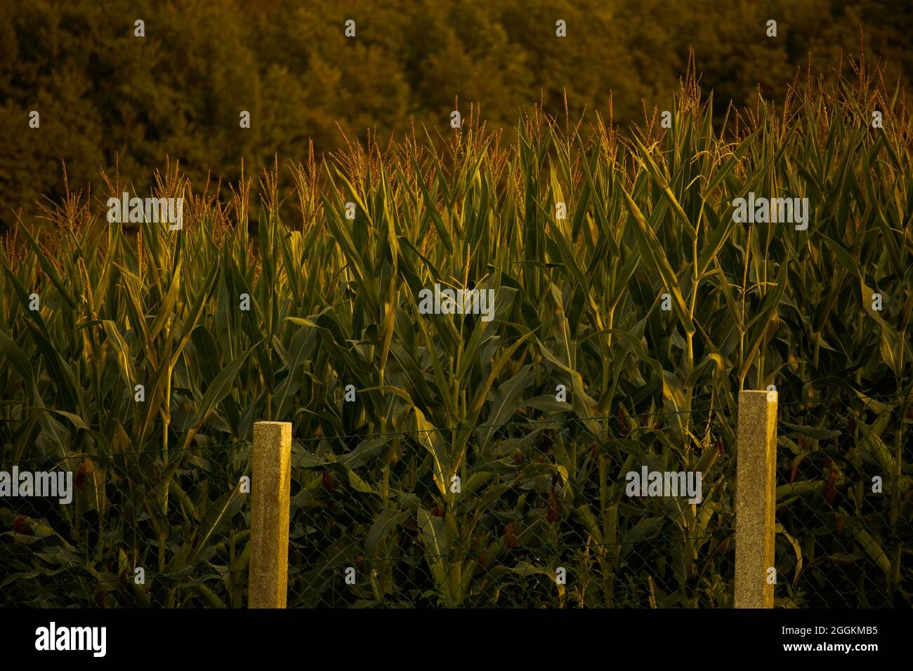 sunset in a corn field on the background, Ourense, Spain Stock Photo ...