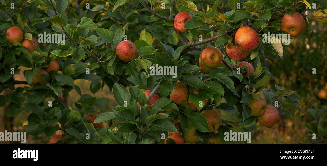 organic cultivation of apples to be harvested Stock Photo - Alamy