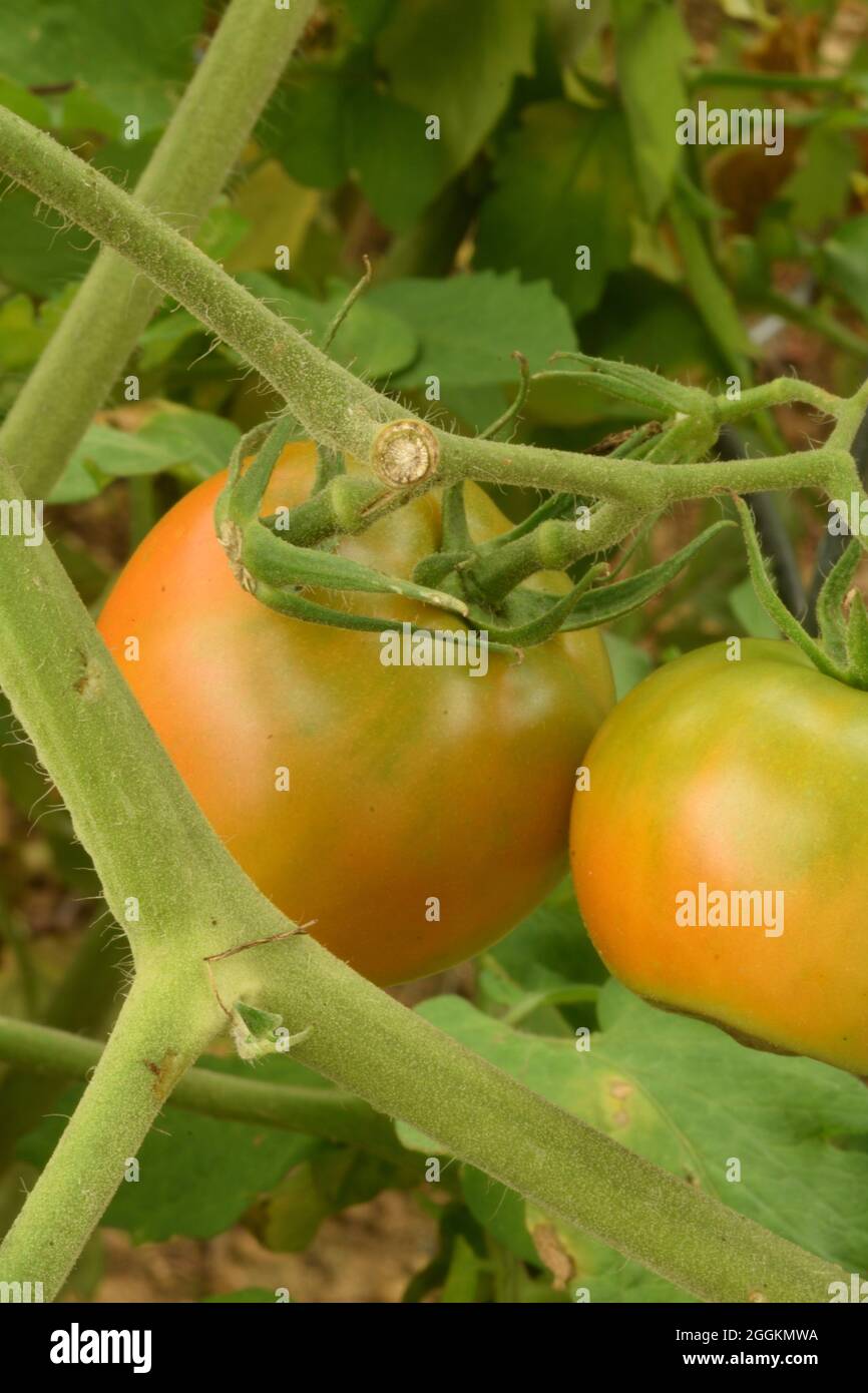 Tomato garden sunshine hi-res stock photography and images - Alamy
