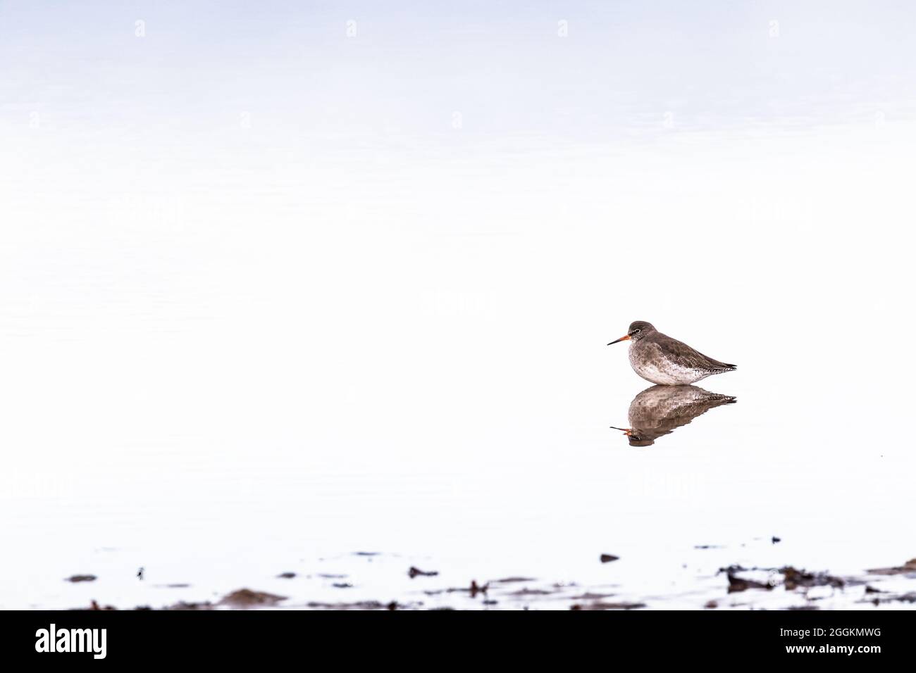 Redshank wading bird at the beach Stock Photo - Alamy