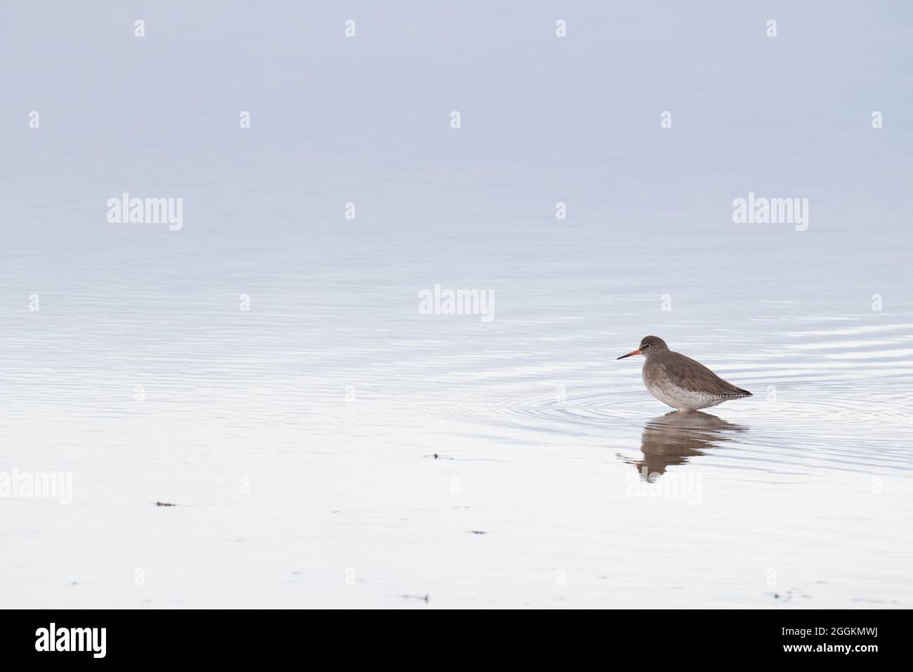 Redshank wading bird at the beach Stock Photo - Alamy