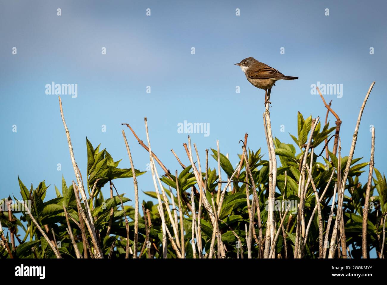 Common whitethroat bird perched on a twig above a bush and blue sky ...