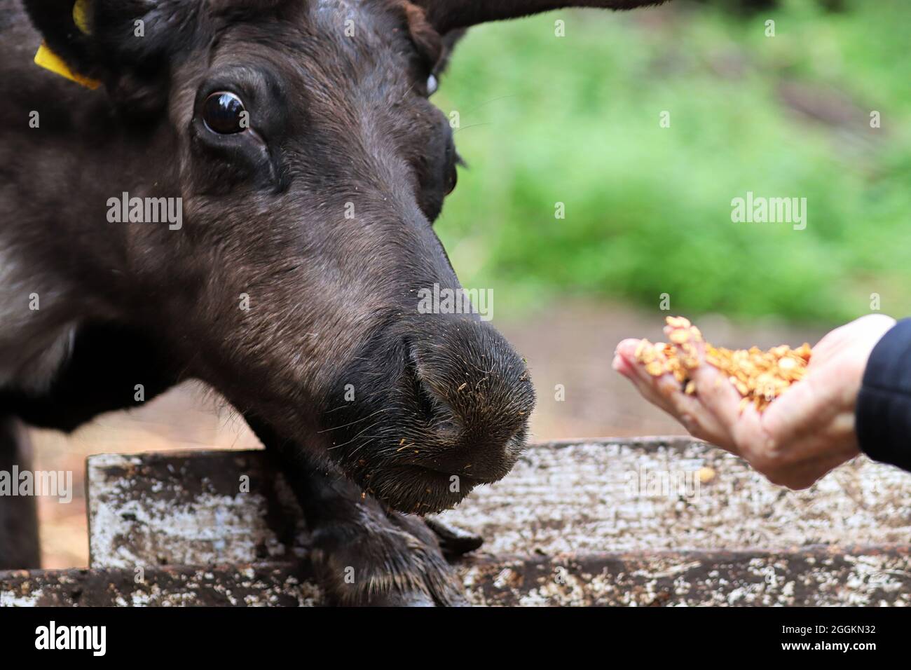 A caribou eating corn from a human hand Stock Photo - Alamy