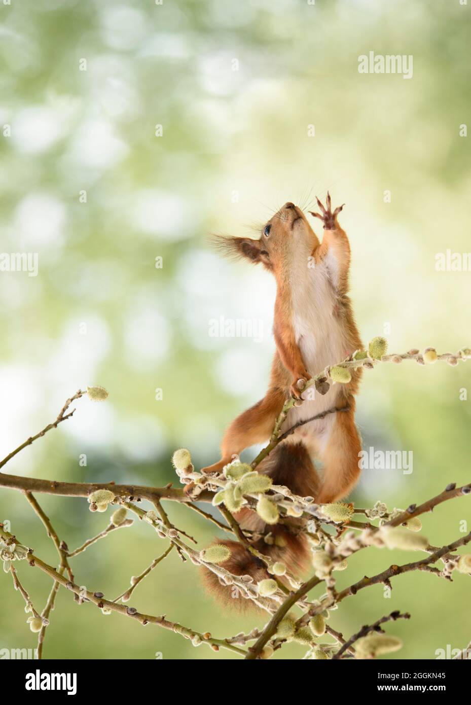 Red squirrel is reaching up from flower branches hi-res stock ...