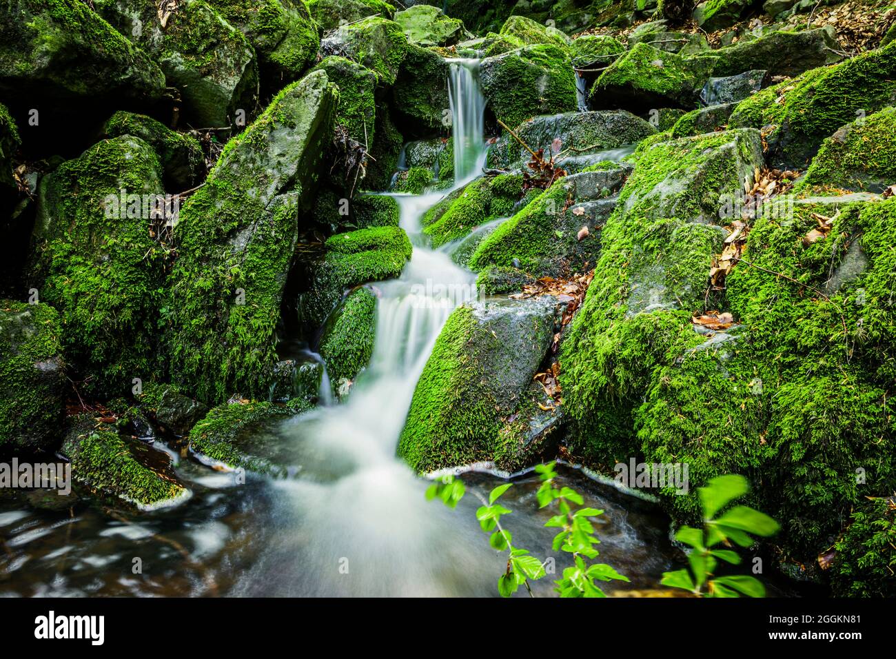 Biotopes mossy hi-res stock photography and images - Alamy