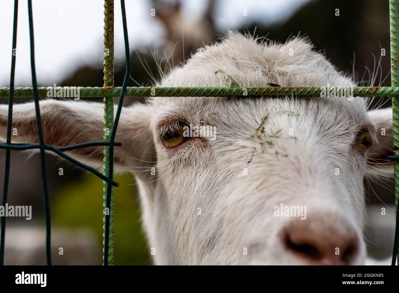 Selective of a sheep face near the metal fence Stock Photo - Alamy
