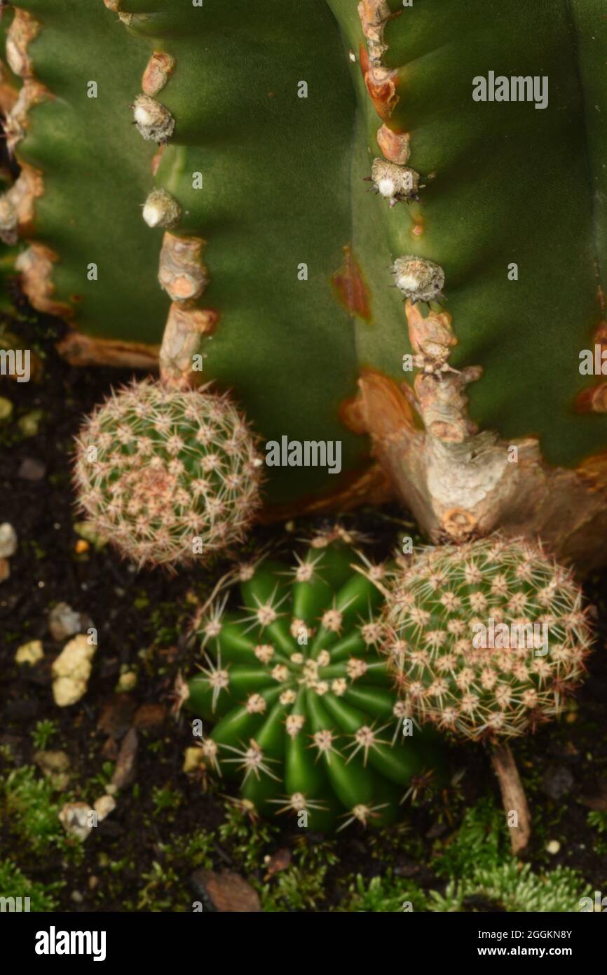 New growth cactus hi-res stock photography and images - Alamy