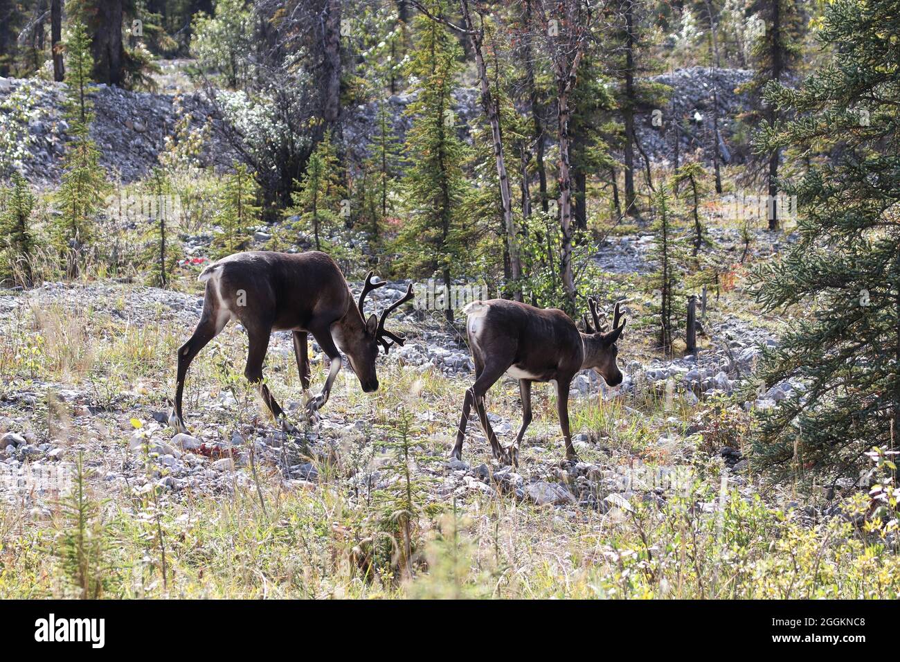 Two caribou walk along a grassy opening in the wild Stock Photo - Alamy