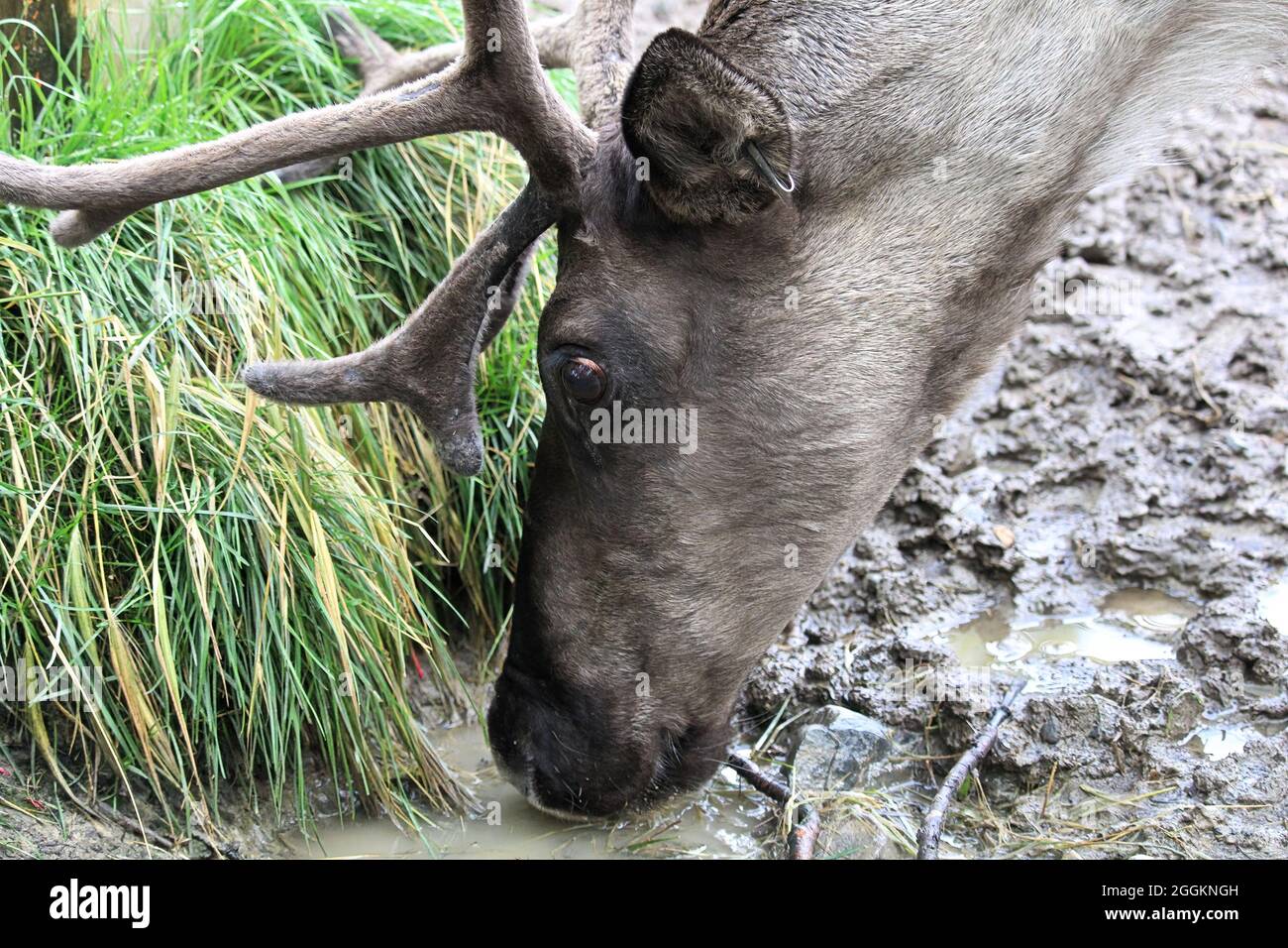A caribou drinking muddy water from the ground Stock Photo - Alamy