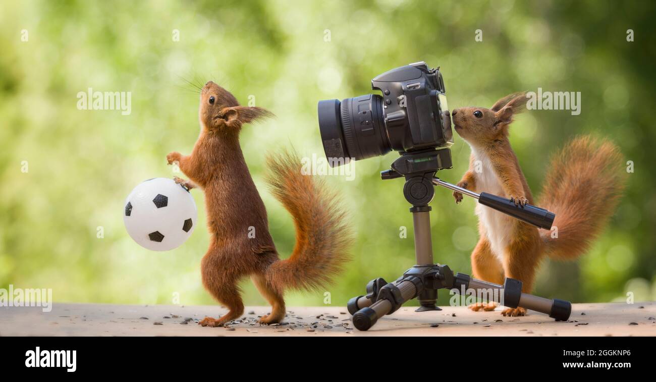 red squirrels with a camera and a ball Stock Photo - Alamy