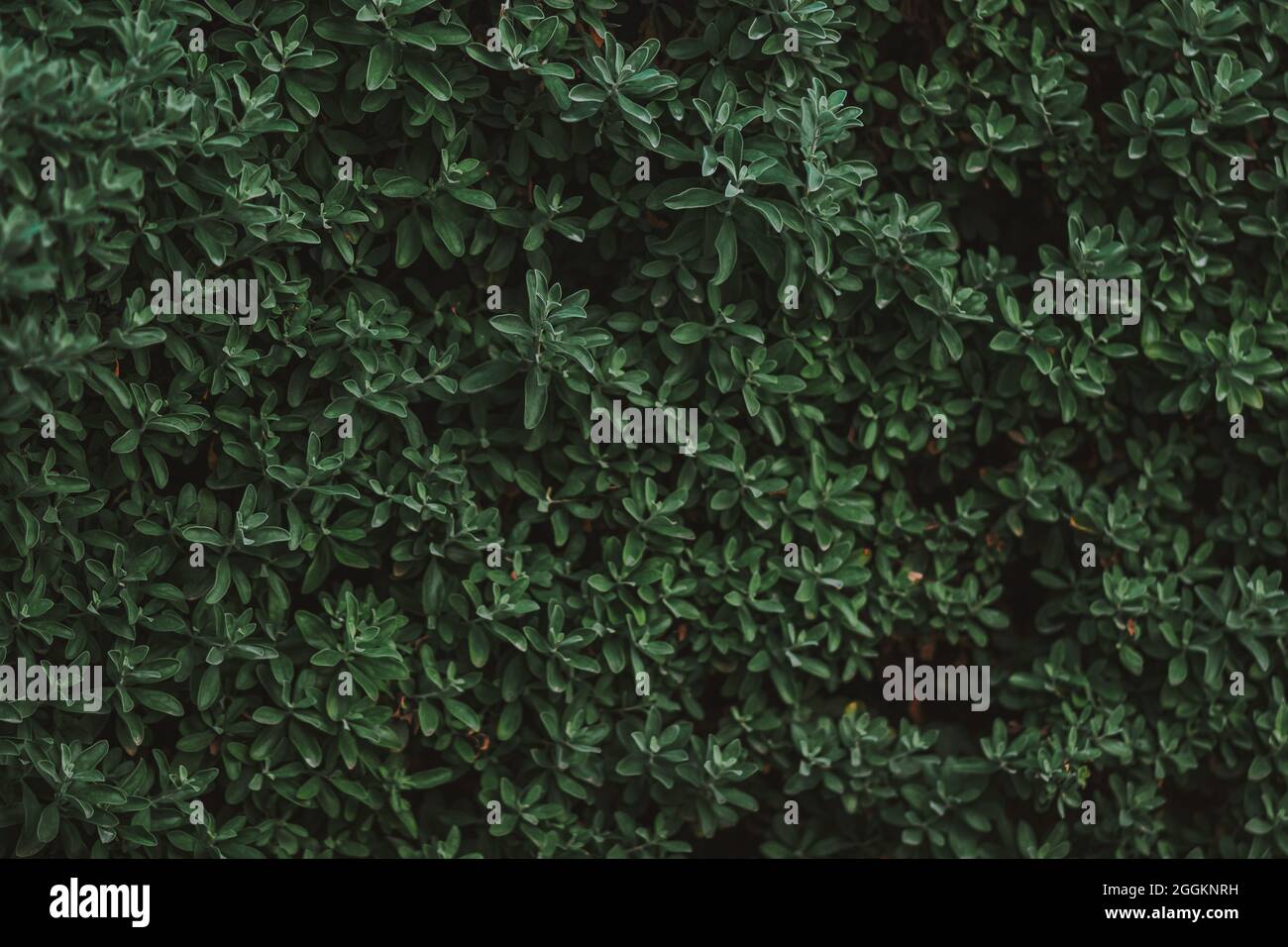 Dark Green Bush with Small Leaves Texture Background Natural Eco ...