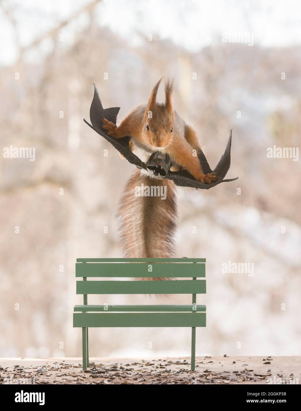 Bat rodent hi-res stock photography and images - Alamy