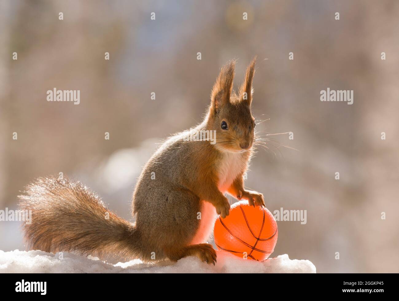 Set of basketball hi-res stock photography and images - Alamy